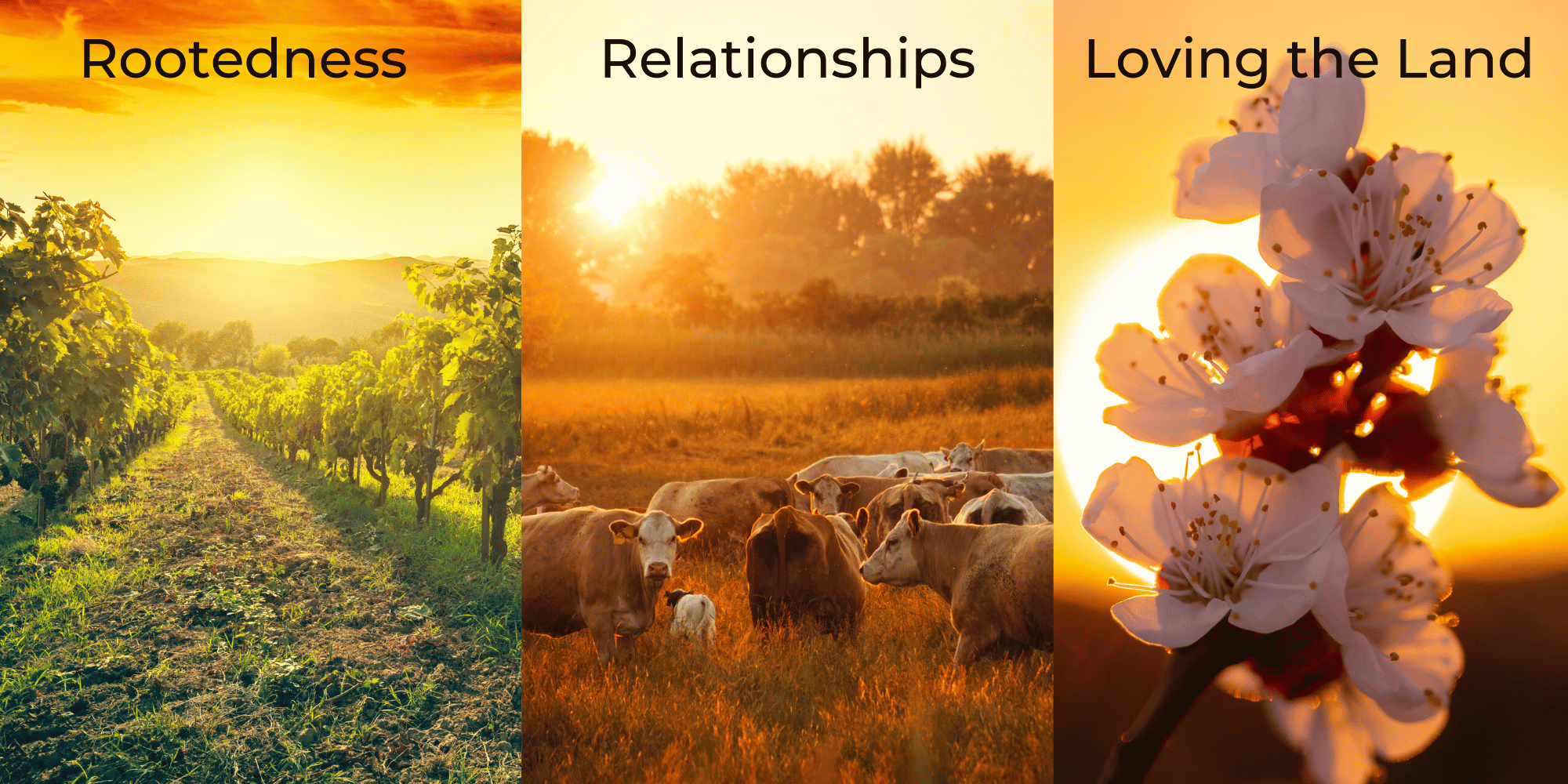 American Farmland Trust Livestream Event on Regenerative Agriculture ...